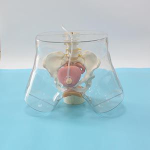 Transparent Female Urethral Catheterization model-Medical Series-ADA ...