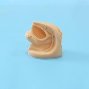 Inside and outside of the female genitalia and urethral catheterization ...