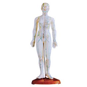 Female body acupuncture model (48CM)-Acupuncture Series-ADA MED SUPPLY ...